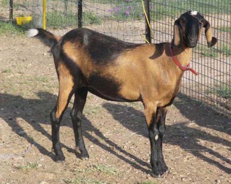 4 Popular Goat Breeds that will make your dairy goat farm successful ...