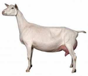 4 Popular Goat Breeds that will make your dairy goat farm successful ...
