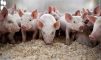 6 strategies to implement for successful pig farming – Kenya Livestock ...
